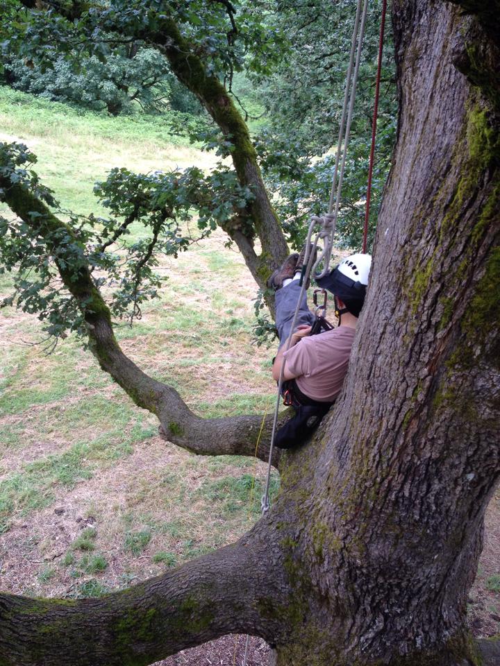 Gallery – The Tree Nerds